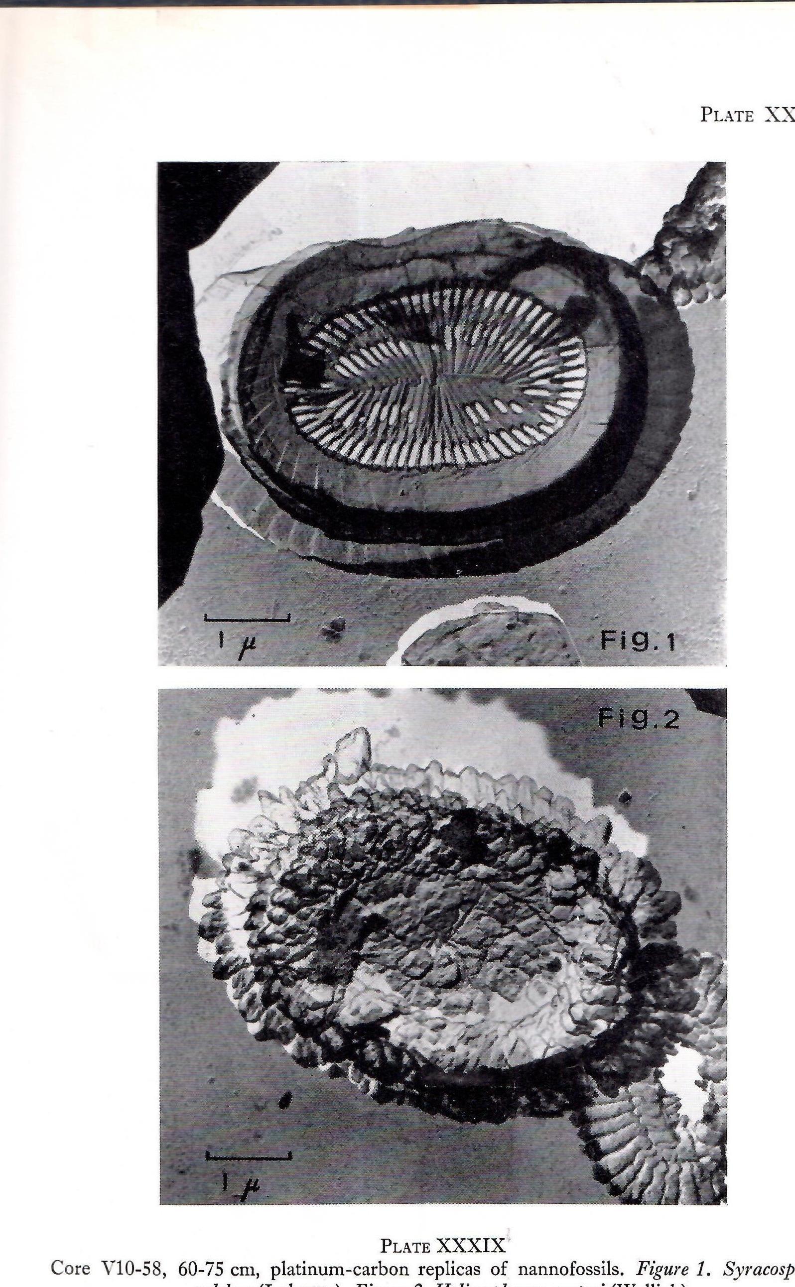 Dragoslav Ninkovich - Independent Researcher