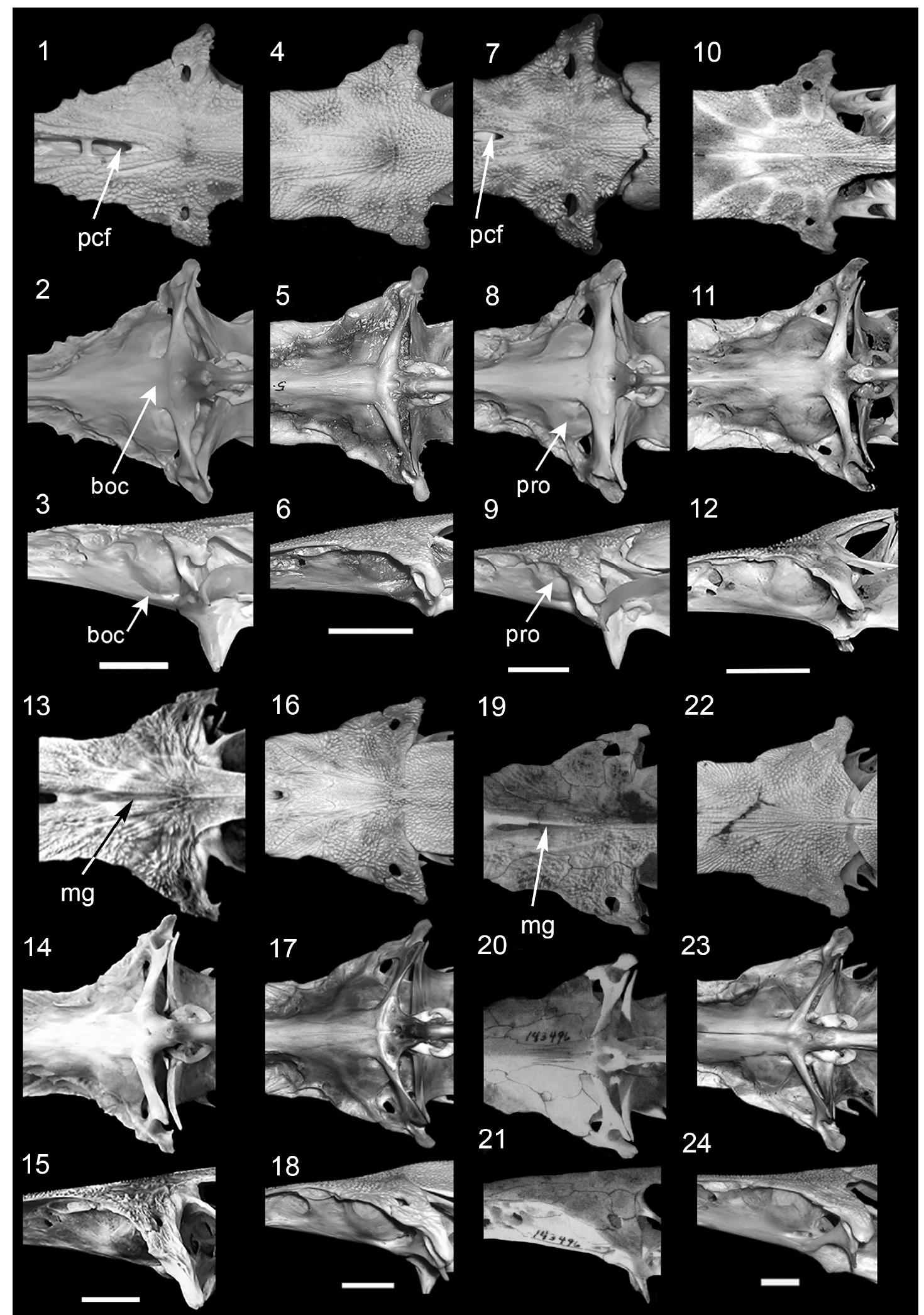 Projection sharply protruded. lateral profiles bi-convex and