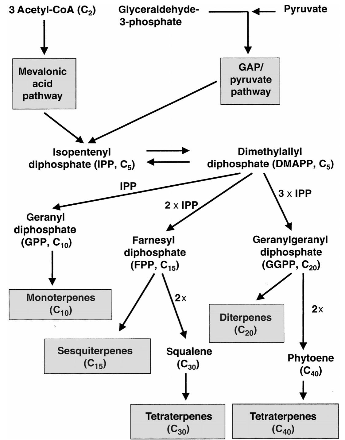 2 overview of terpenoid biosynthesis in plants, showing the