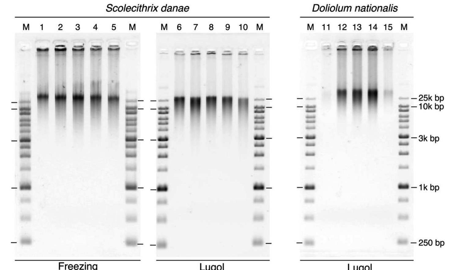 (PDF) Effectiveness of Lugol’s iodine solution for long-term ...