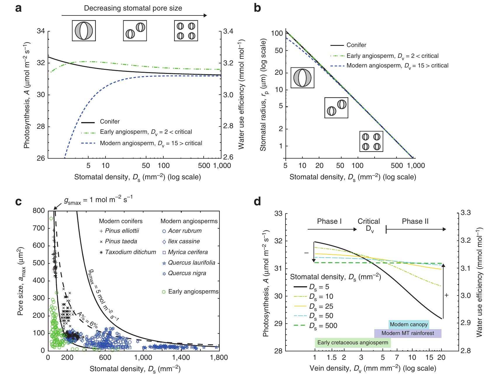 | a link between stomatal traits and leaf venation. (a)