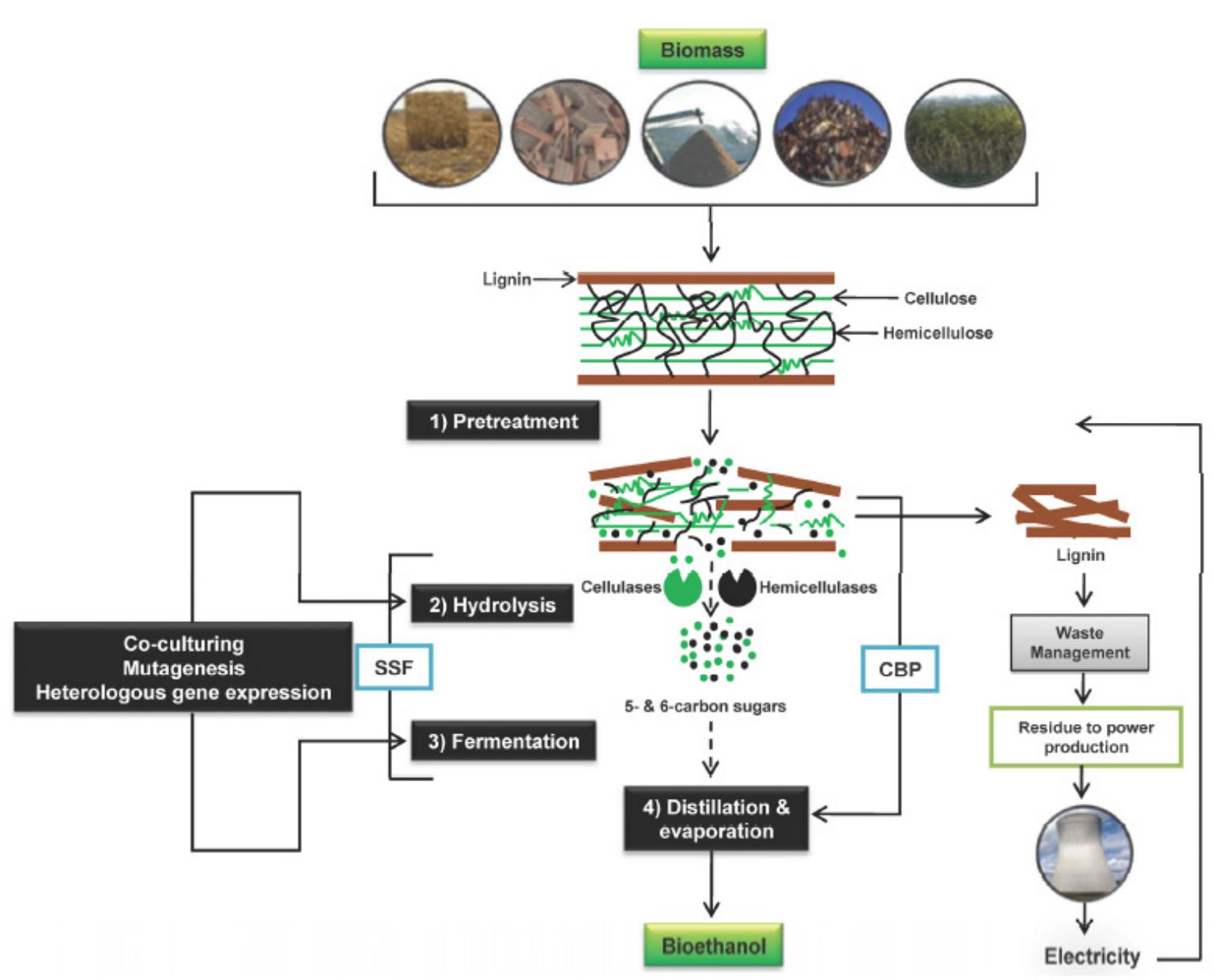 Schematic picture for the conversion of lignocellulosic