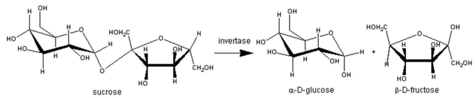 Hydrolysis of sucrose by invertase.