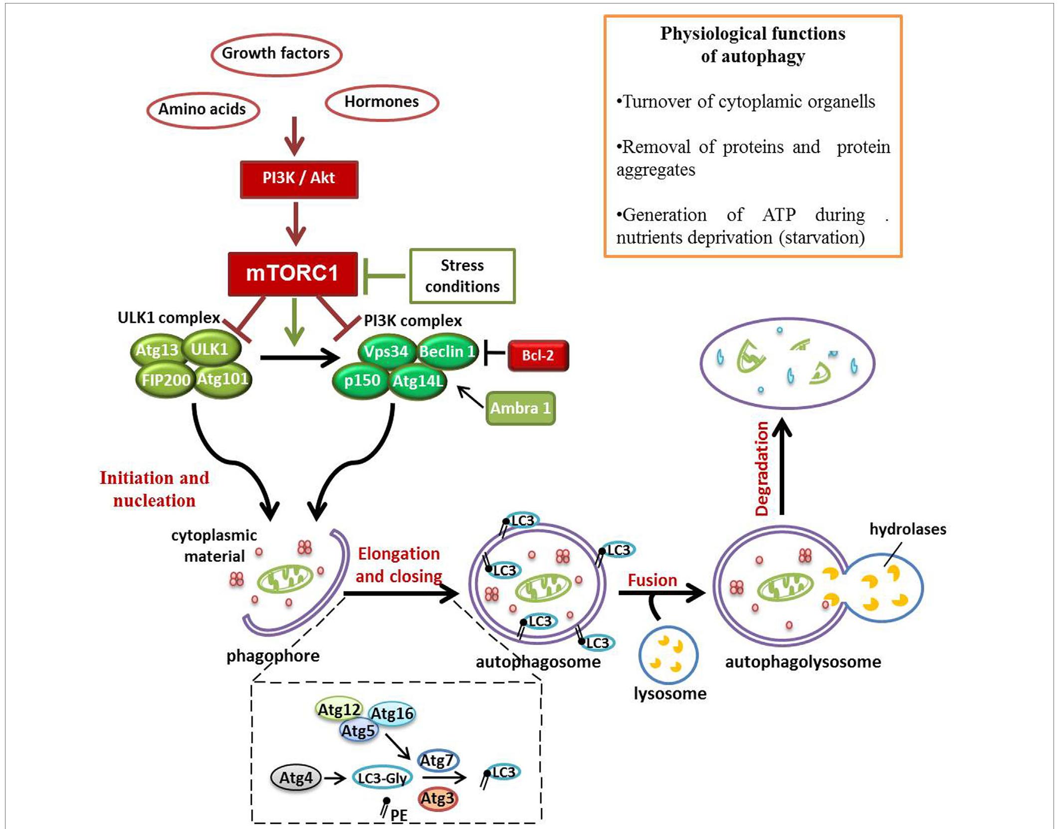 Figure 1 - from Autophagy and Rheumatoid Arthritis: Current