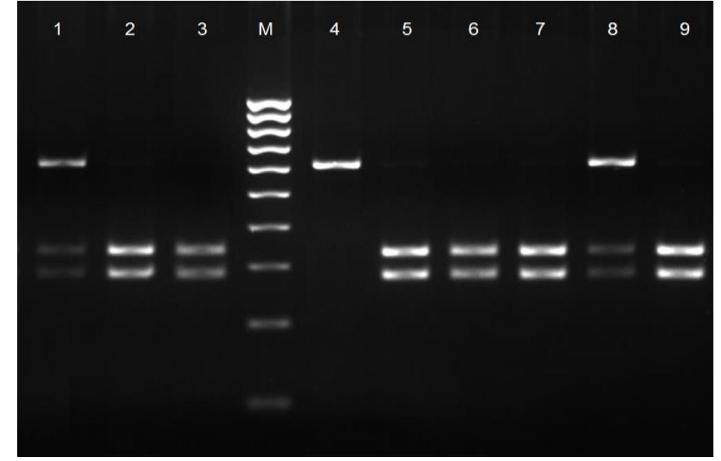 Digestion of the 622 bp pcr product of cast gene with