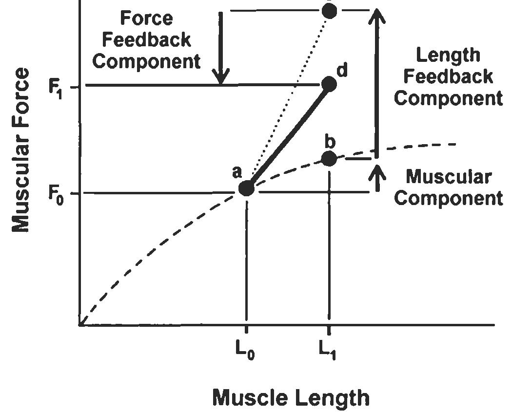 Component diagram of muscle stiffness modulation demon-