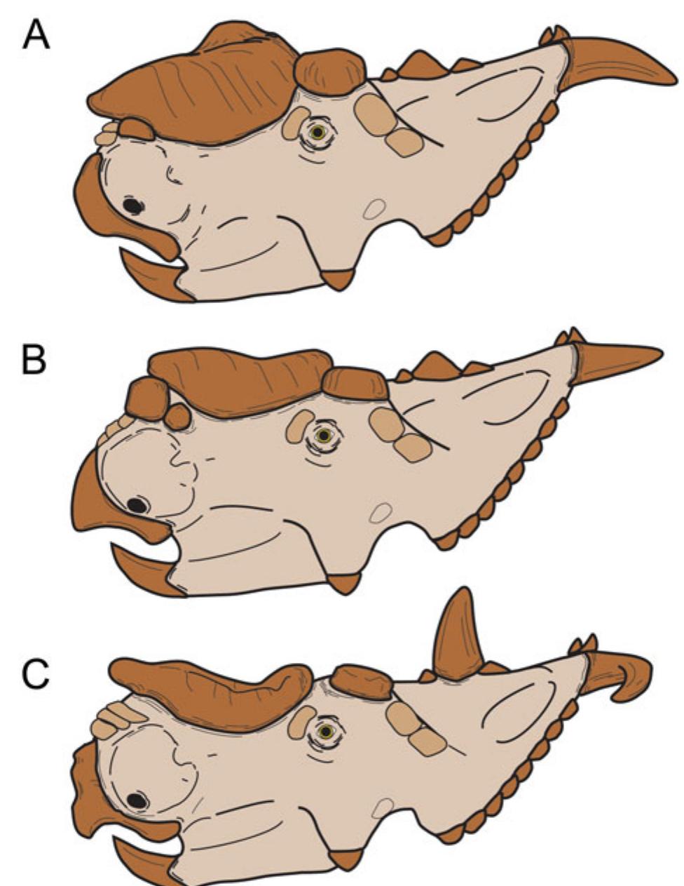 Diagrammatic stylised renderings of craniofacial integument