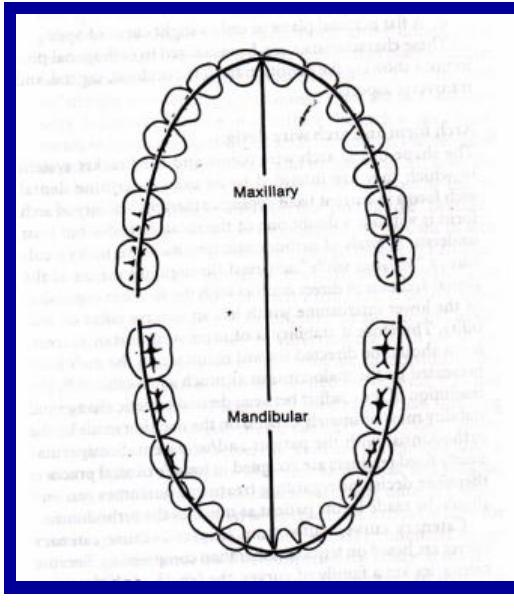 (PDF) Archform in Orthodontics: A Review