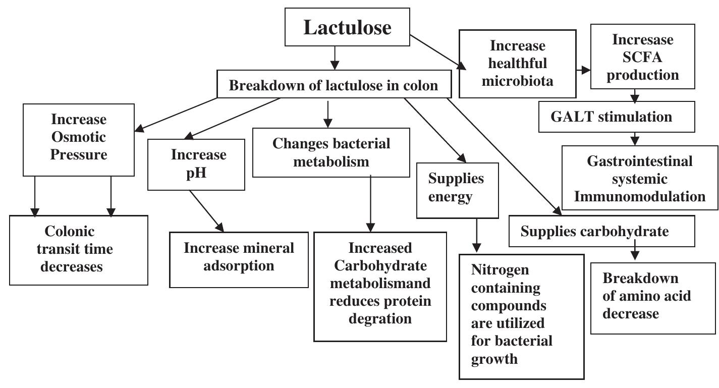 Mechanism of action of lactulose and significance of the