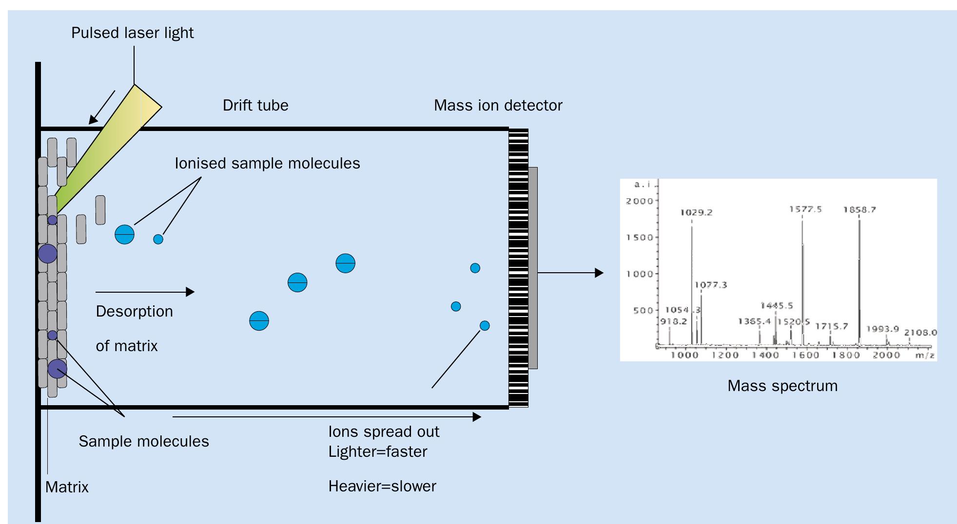 Maldi-tof mass spectrometry. sample molecules (ie, amplified