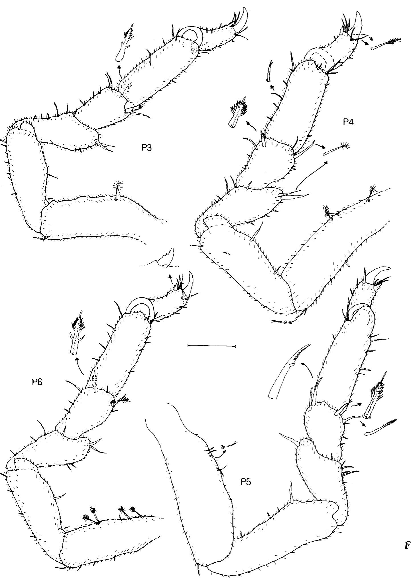 Segmented palp. endite on distal margin with two dorsal rows