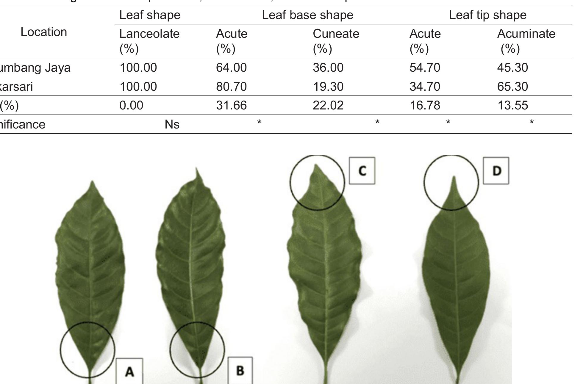 Leaf morphology of abiu: a) leaf bases acute, b) leaf bases