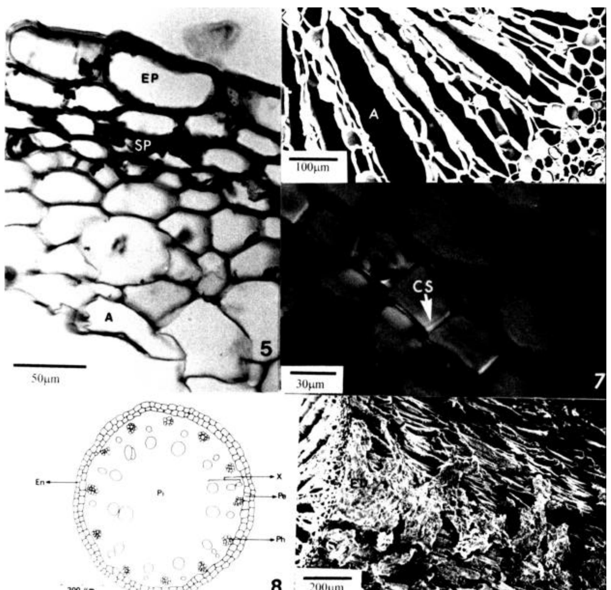 Figure 2 - Anatomy of pneumatophore of Mauritia vinifera