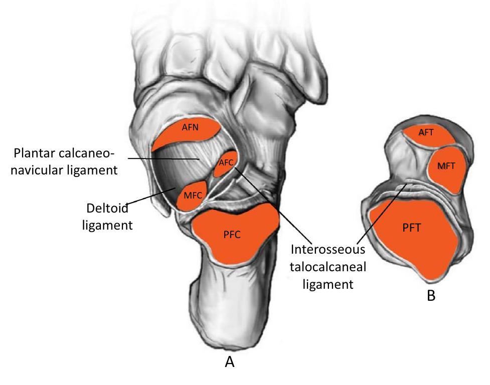 Talo-tarsal mechanism of foot. (a) dorsal view of hindfoot