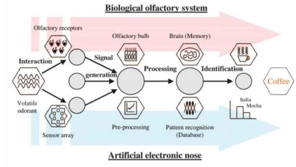 Basic diagram showing the analogy between biological and