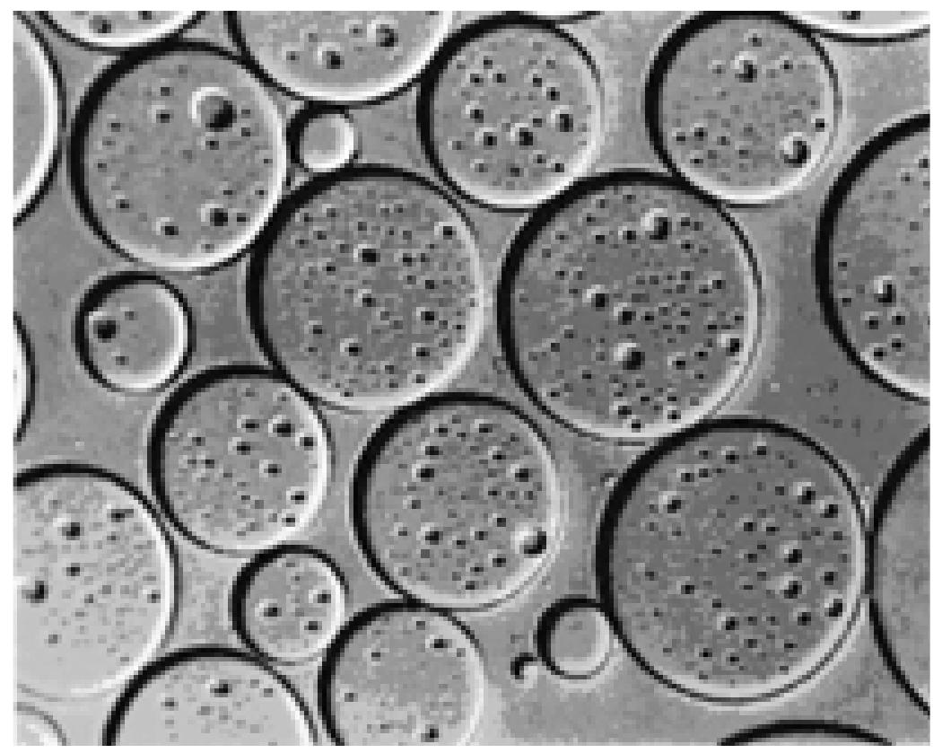 solid-lipid-nanoparticles slika 14 —