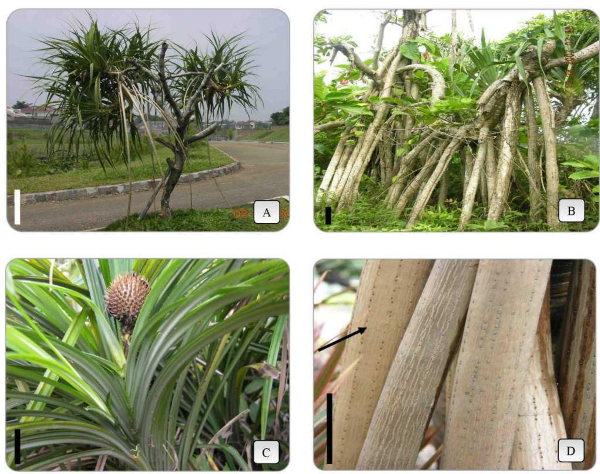Prop root type of pandanus spp.: a. slender (p. spurius cv.