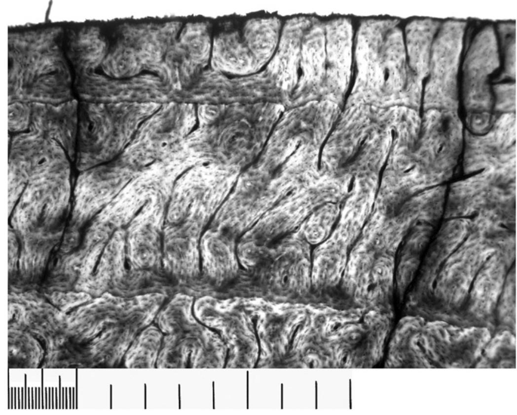 Midshaft section of bone after 50 freeze-thaw cycles,