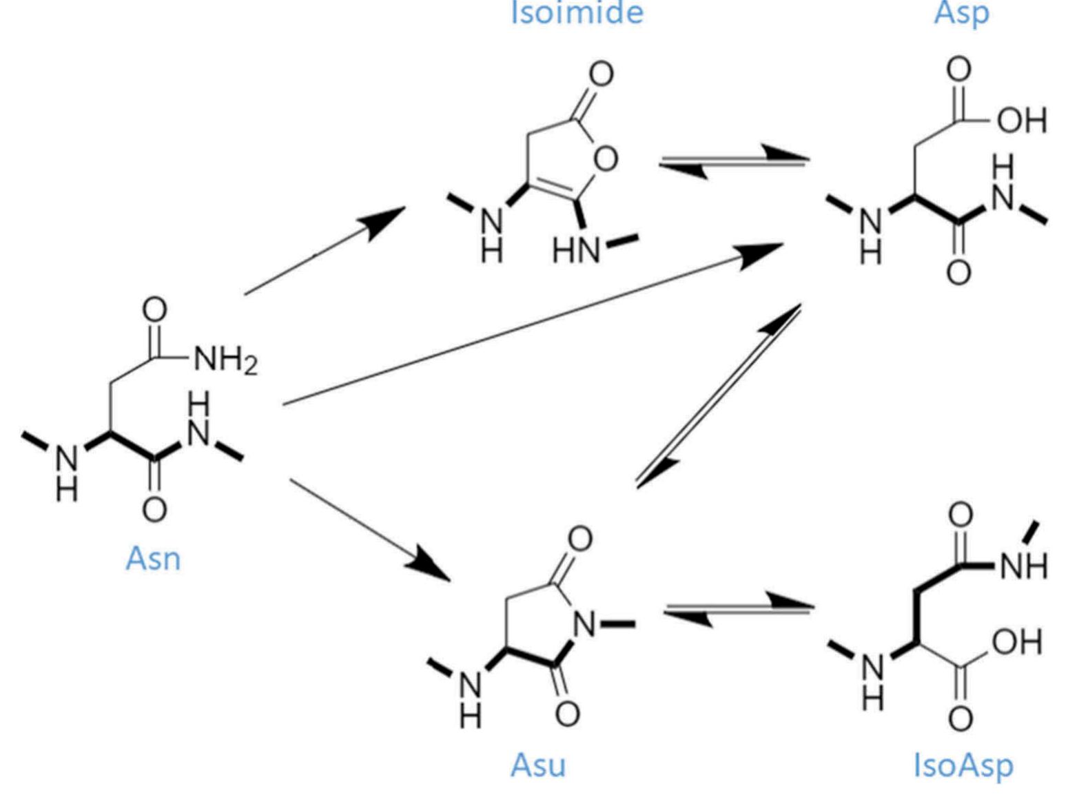 Deamidation and isomerization mechanism. the dominant