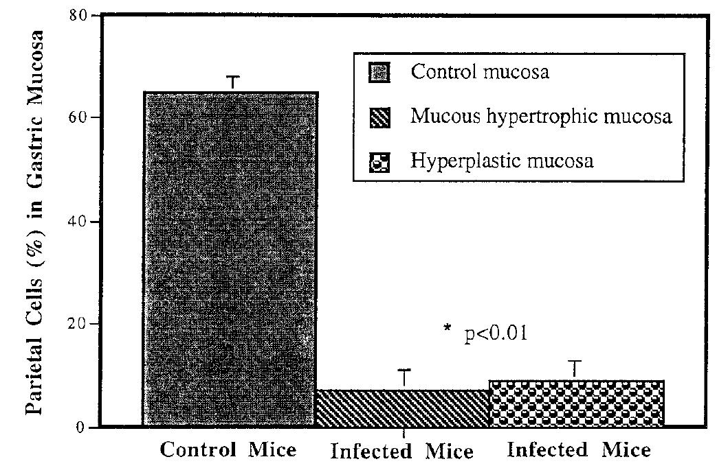 Quantitation of parietal cells in the gastric body mucosa.