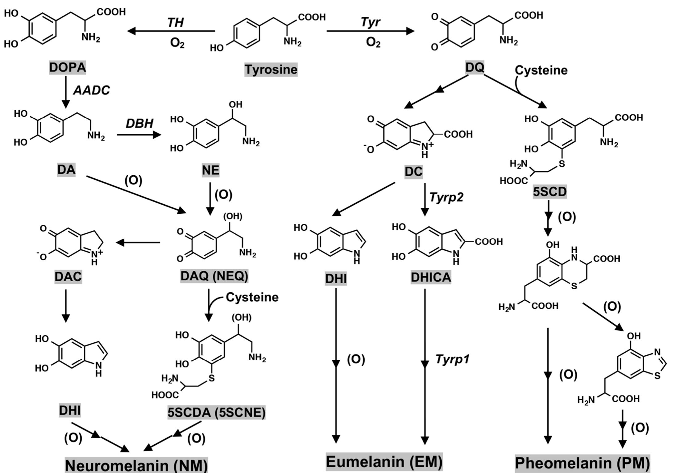 Biosynthesis pathway leading eumelanin, pheomelanin, and