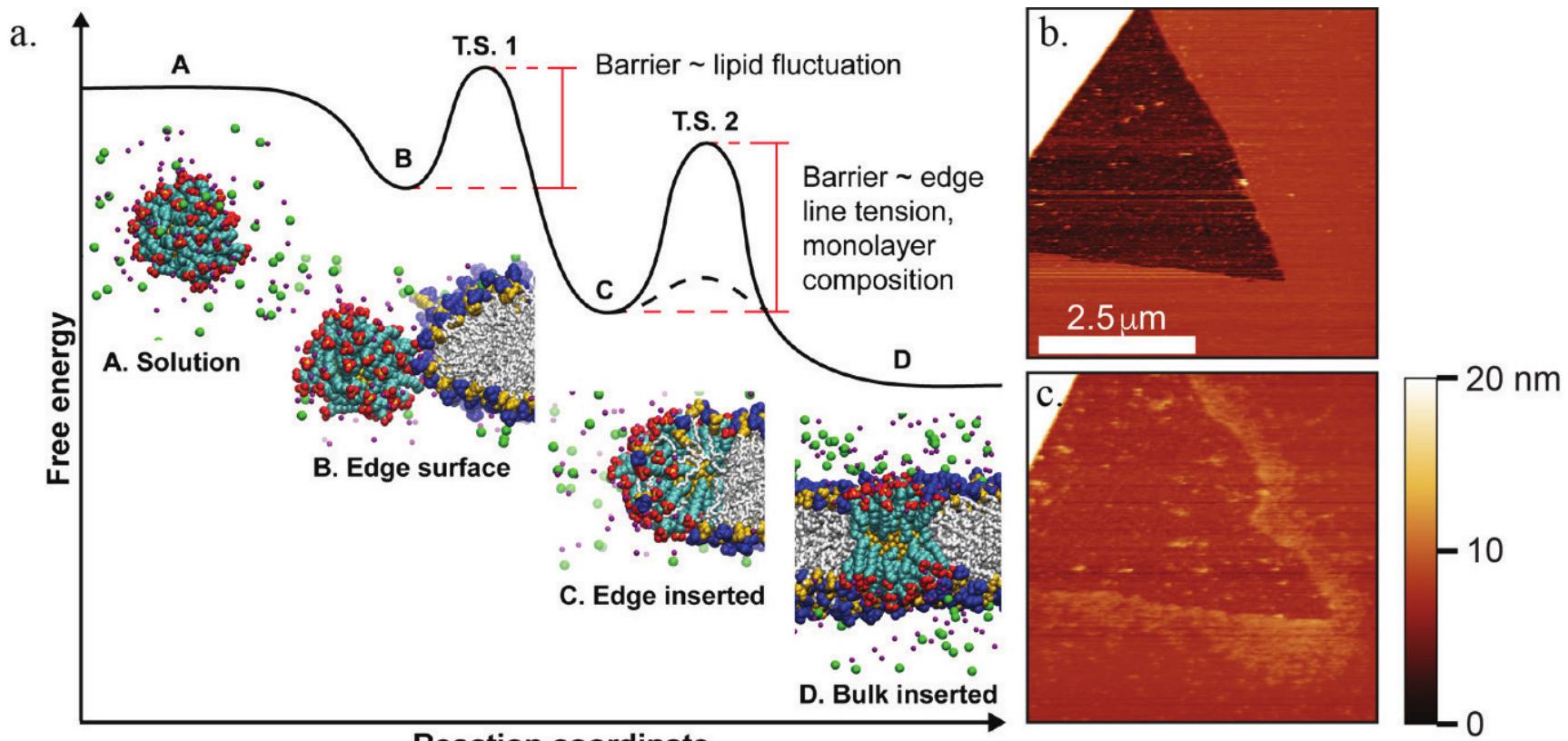 27 (a) proposed pathway for defect-mediated bilayer
