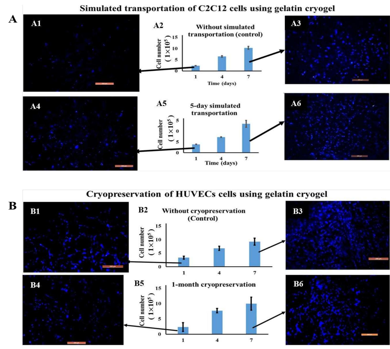 (a): the cell viability and fluorescence microscopy analysis