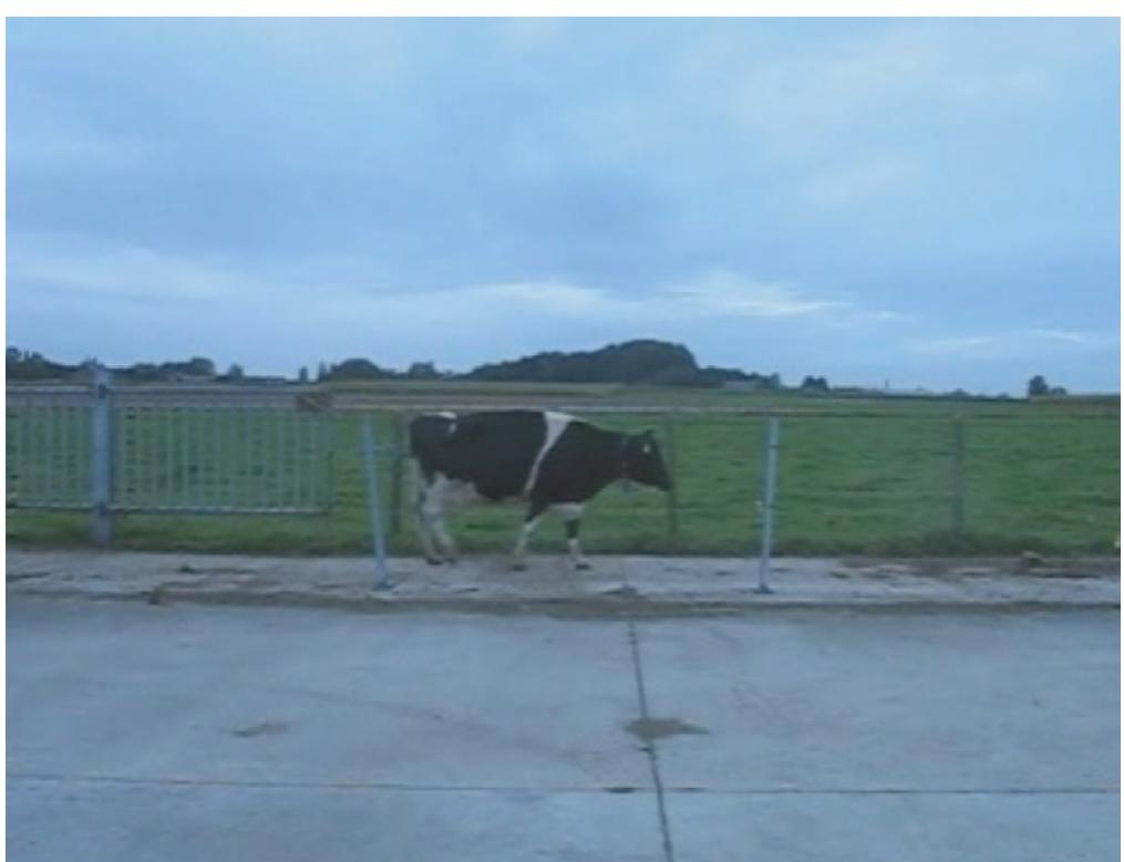 Figure 2 - from Real-time automatic lameness detection based