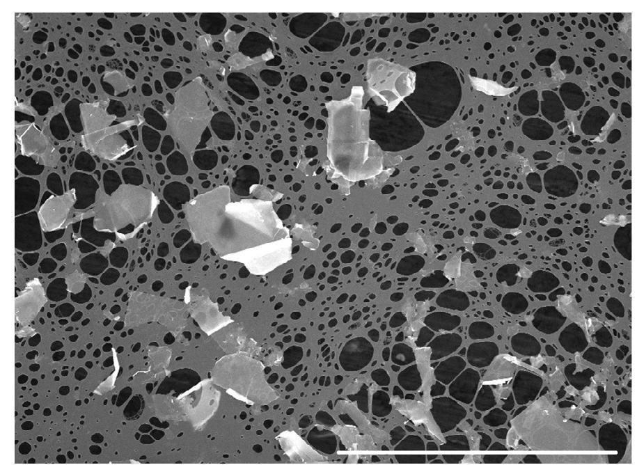- sem image of the graphene flakes deposited from suspension
