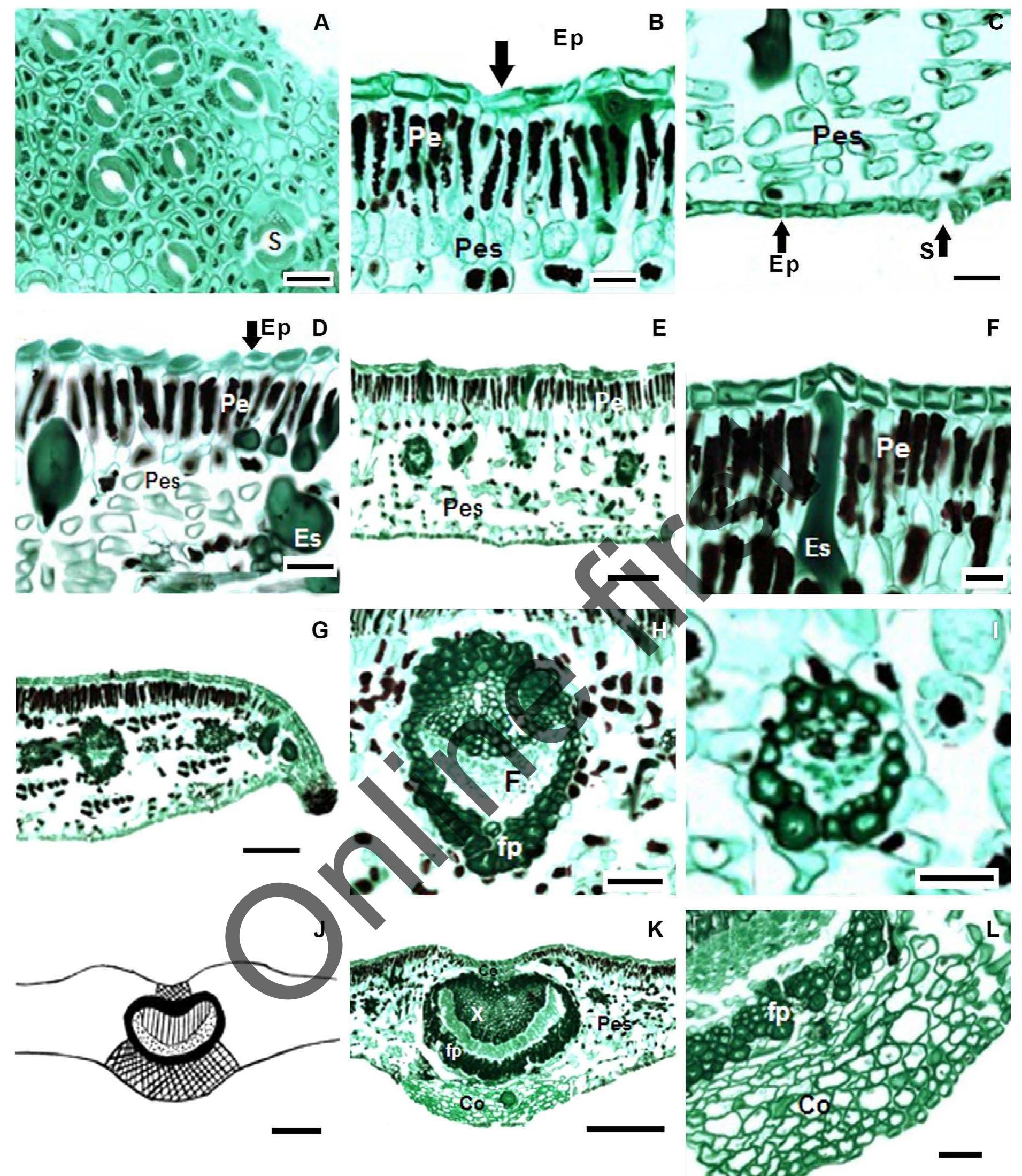 Leaf anatomy of ternstroemia lineata subsp. lineata and t:
