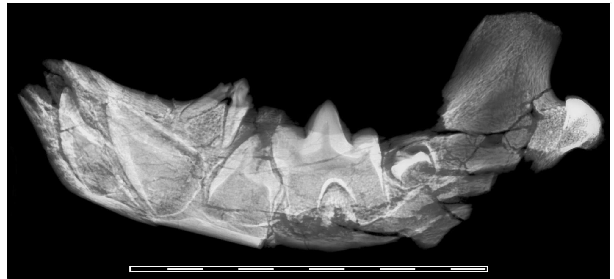 Figure 5 - from The apex of amphicyonid hypercarnivory: