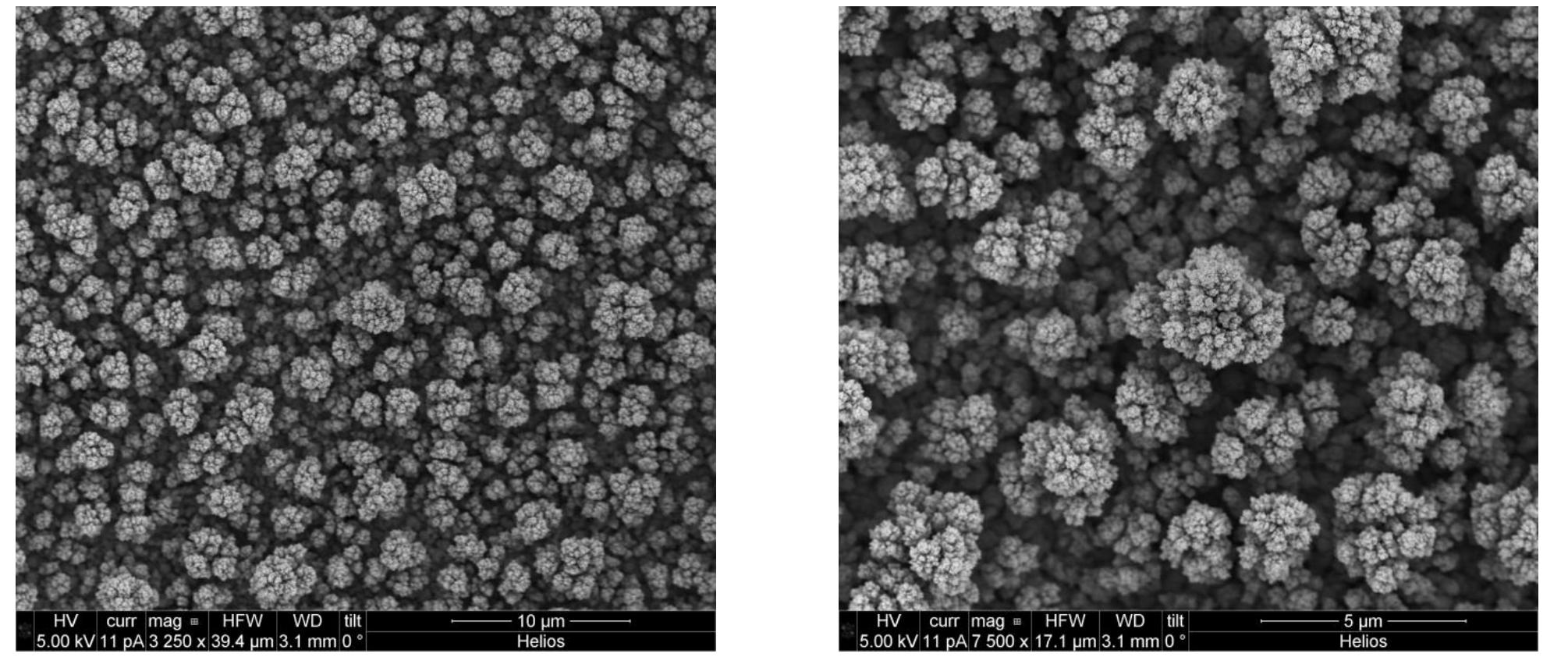 High resolution scanning electron microscope images of