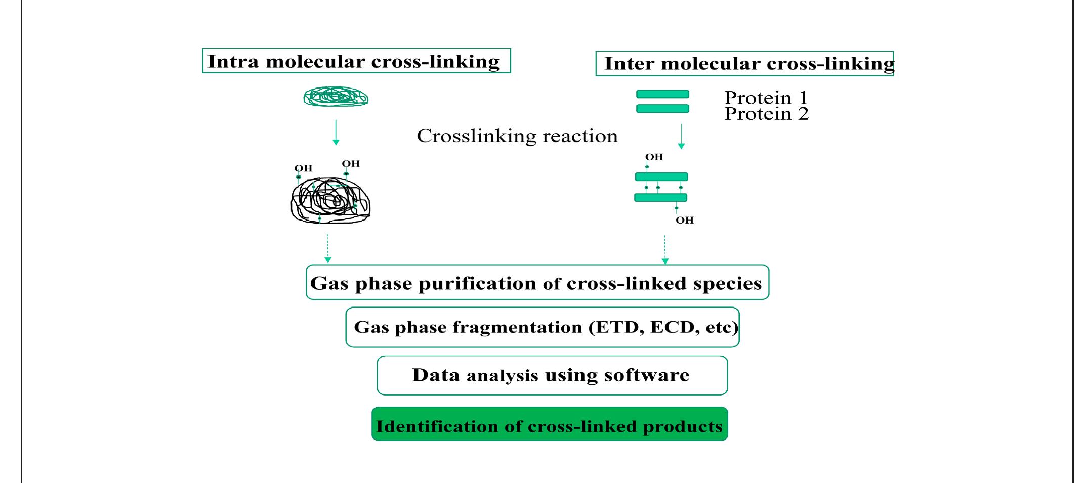 A schematic illustration of intra and inter- molecular