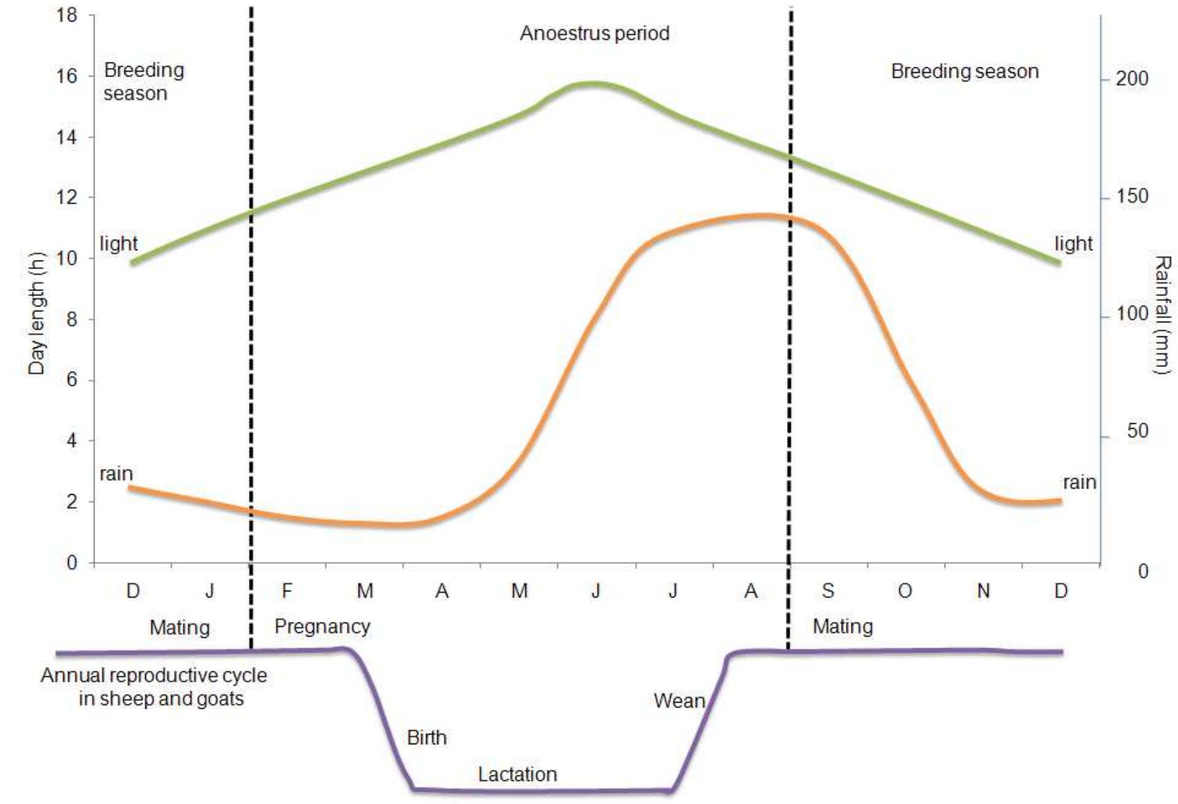 Model of annual reproductive cycle in sheep and goats,