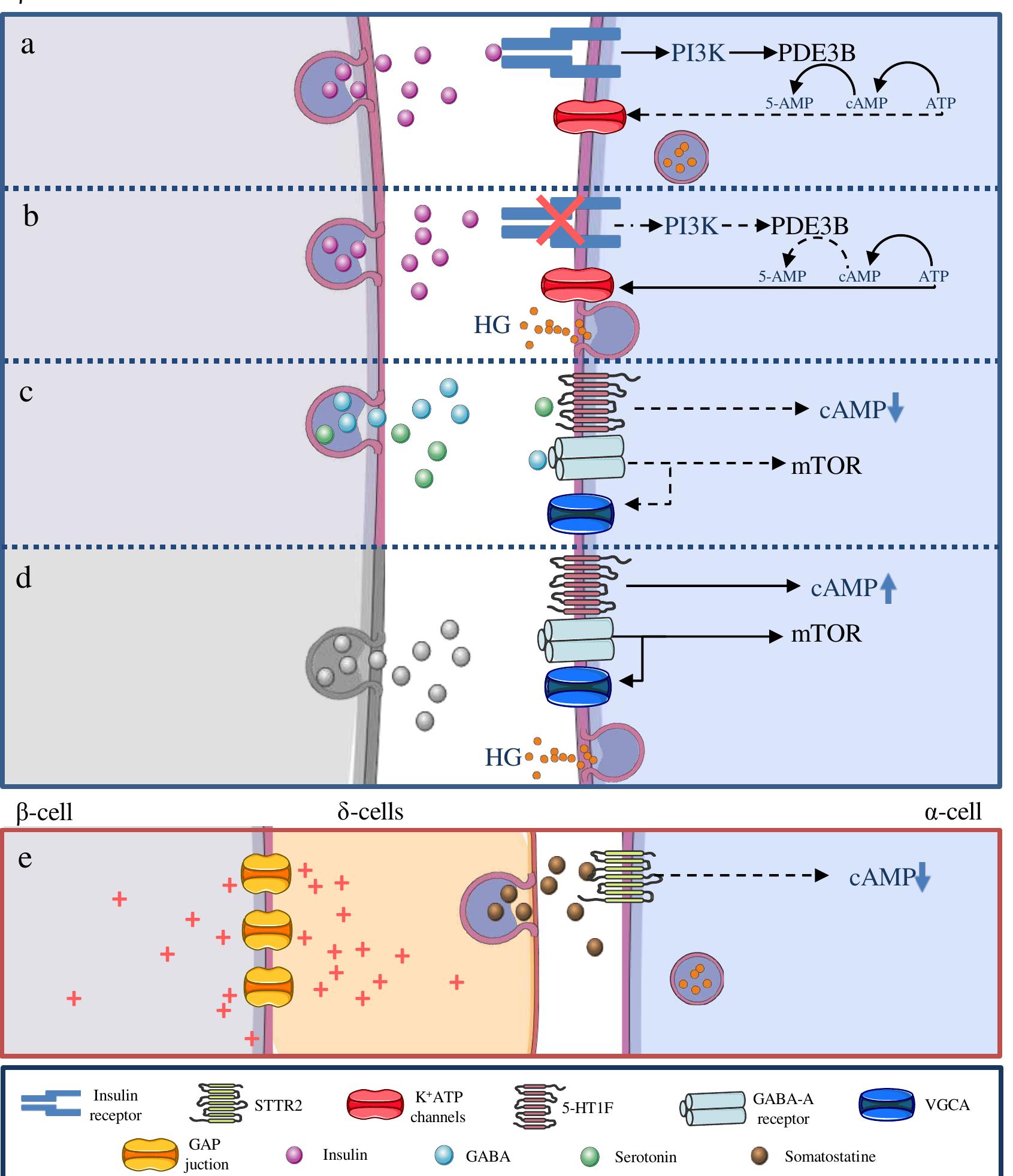Paracrine regulation of glucagon secretion. (a) insulin