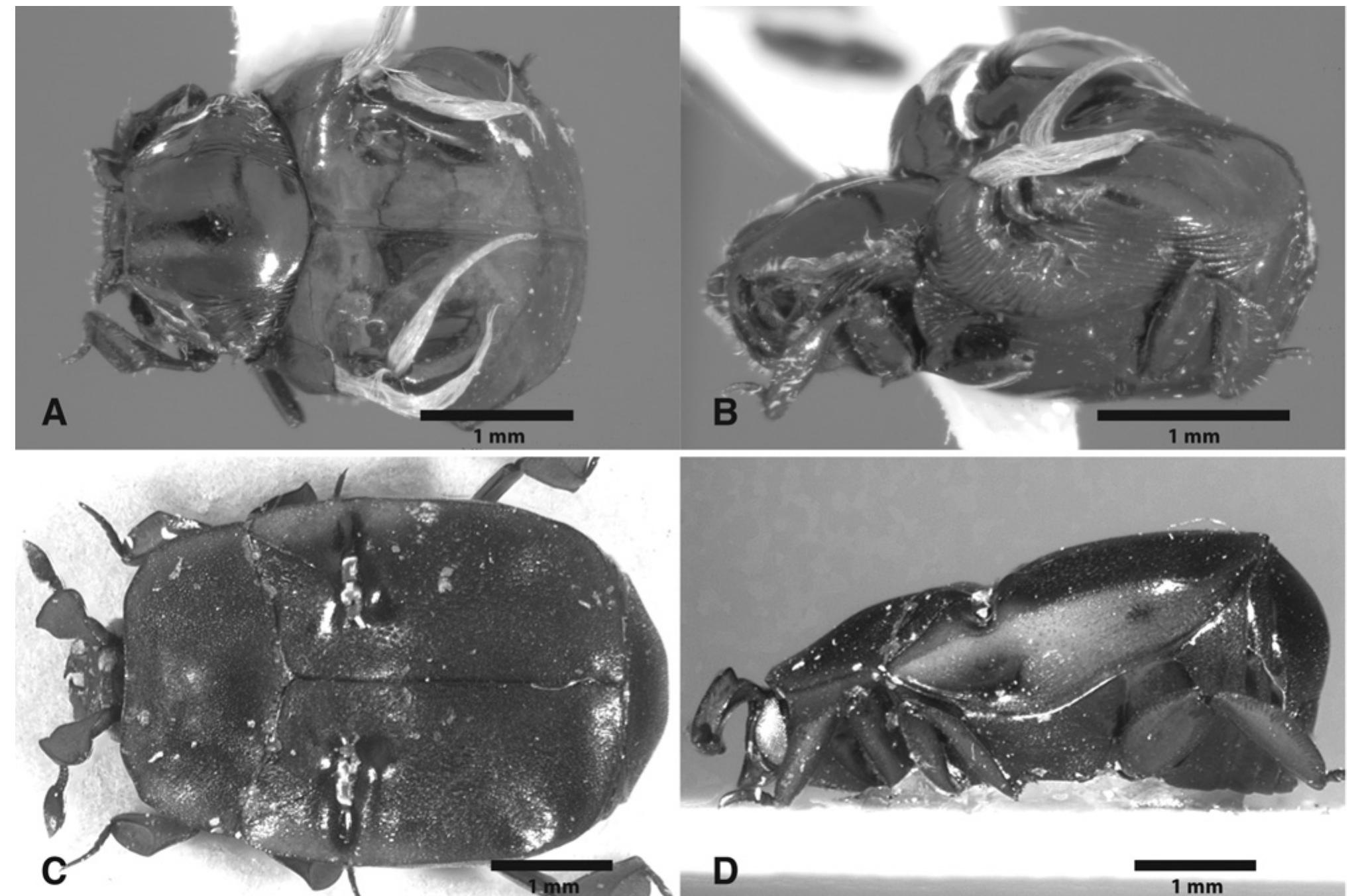 ‘ig. 11. dorsal and lateral habitus photographs of holotype