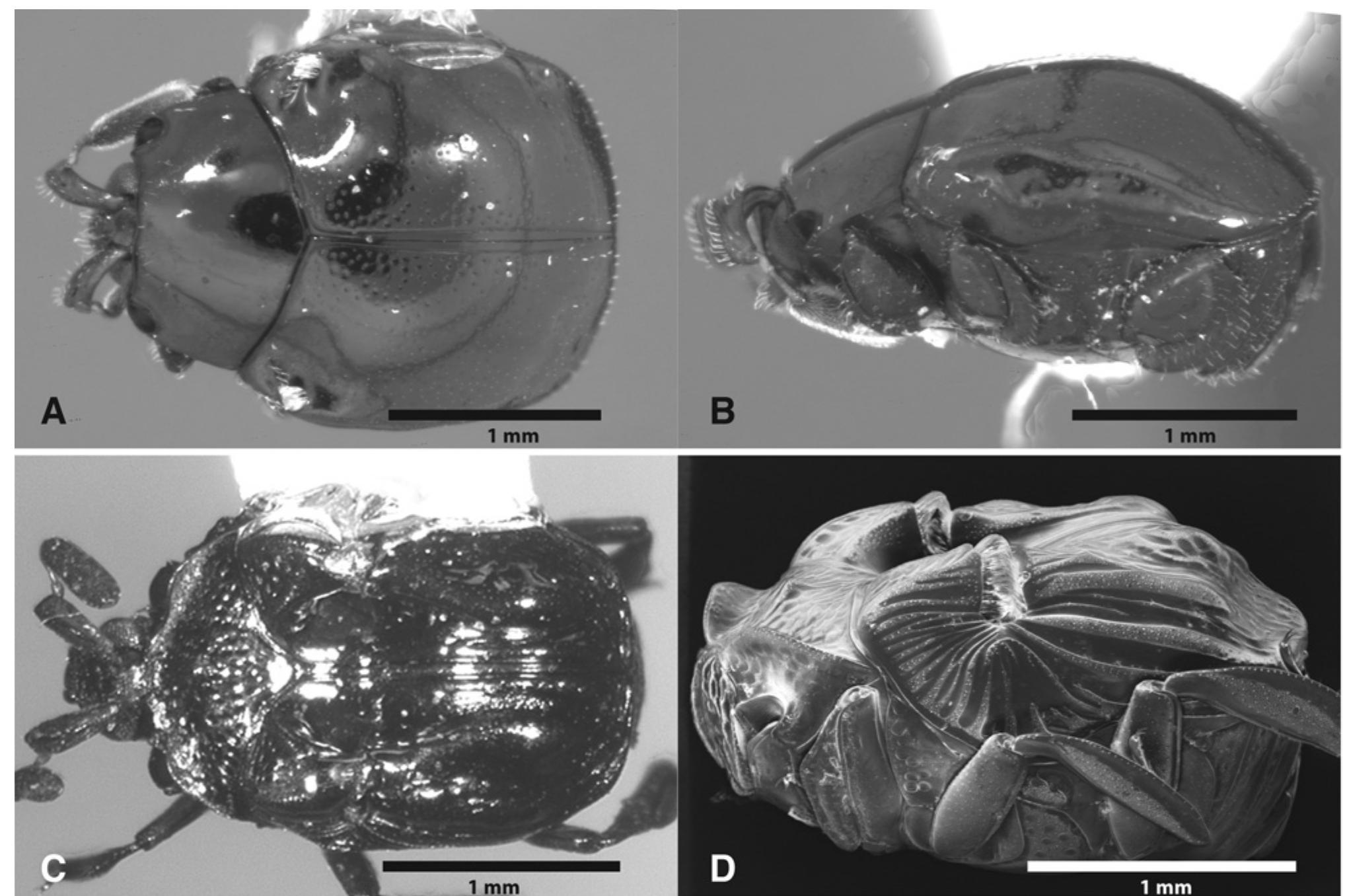 Dorsal and lateral habitus photographs of holotype (a, b and