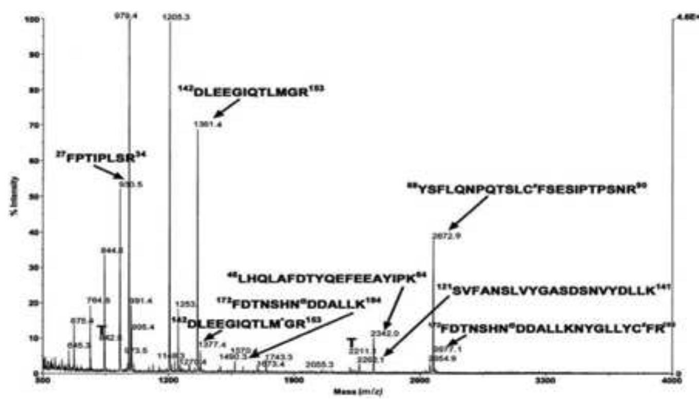 A - pee oe maldi-tof ms spectrum of hgh isoform 1 (spot 6).