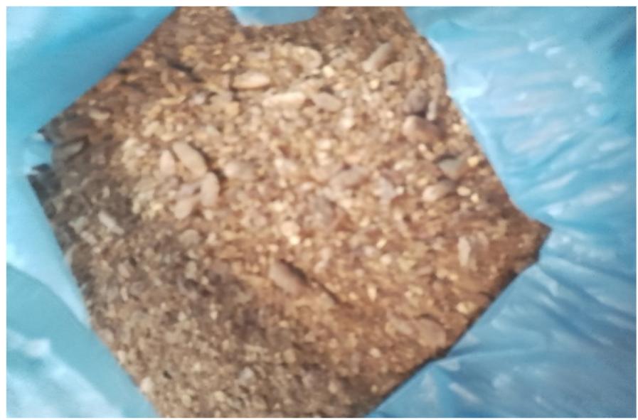 Palm seeds also known as date pits (see fig. 2) are seeds