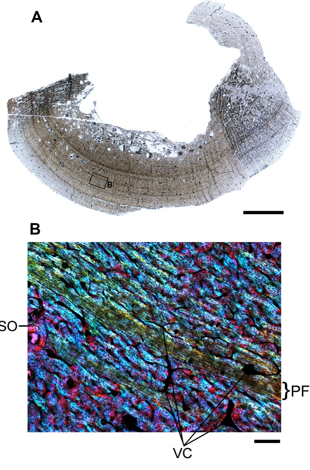 Figure 8 - Osteohistology of the large-sized Cretaceous