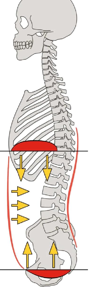 Diagram of ideal postural stabilization, chest position and