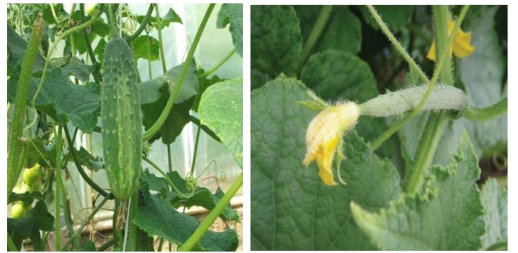 No.1 fruit of c. sativus fig. no. 2 flower of c. sativus