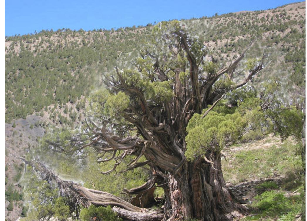 The oldest known himalayan pencil cedar tree growing in