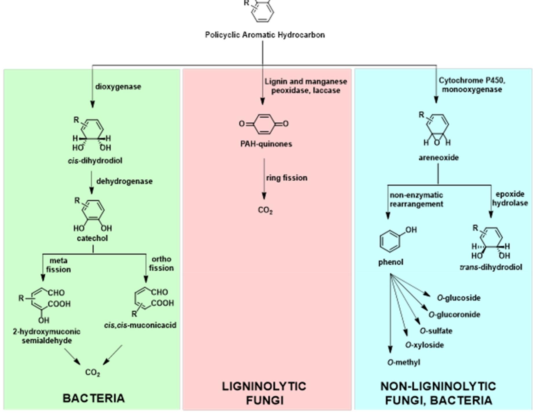 An overview of the pah degradation pathways by bacteria and