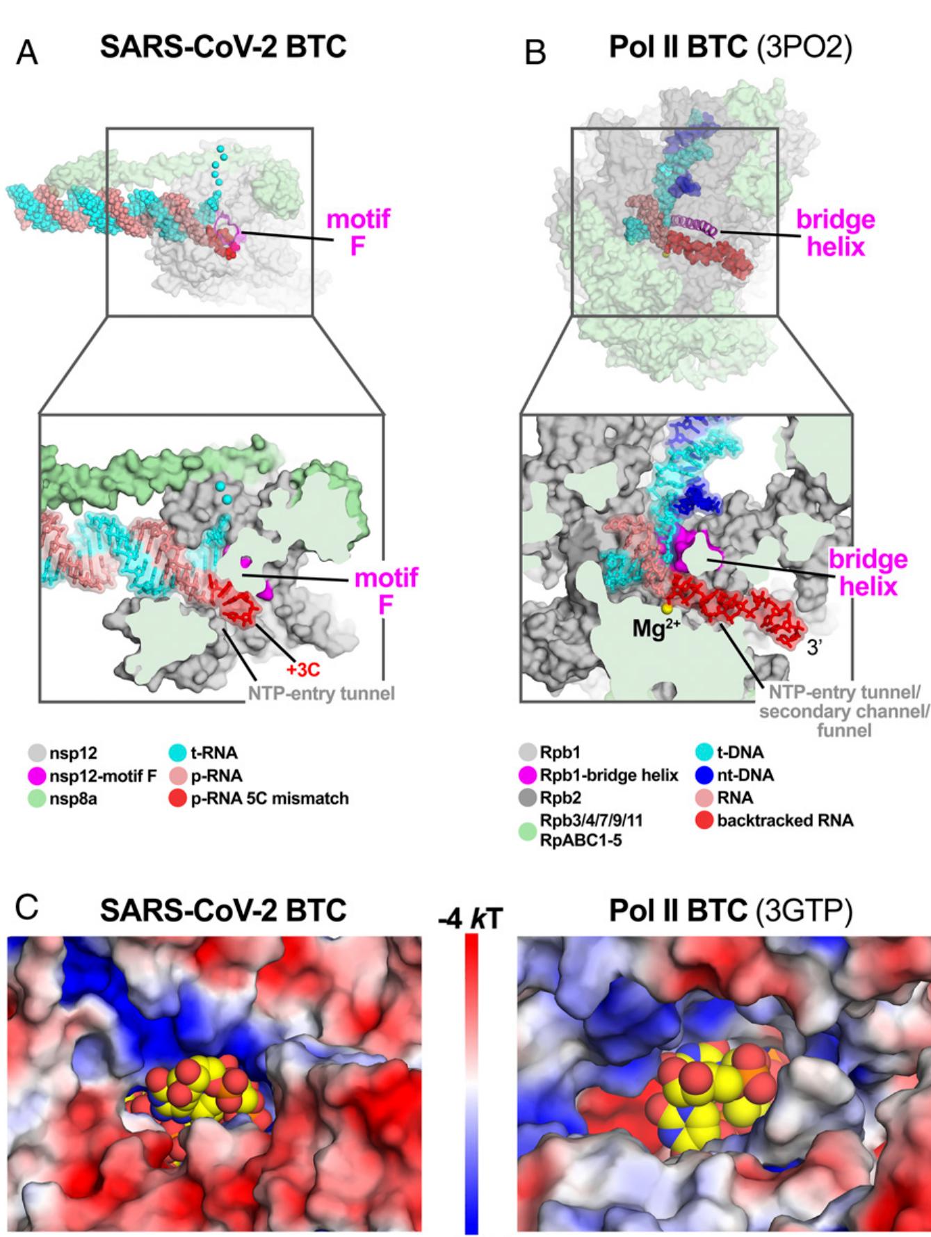 Sars-cov-2 rdrp and ddrp btcs. (a and b) sars-cov-2 rdrp (a)