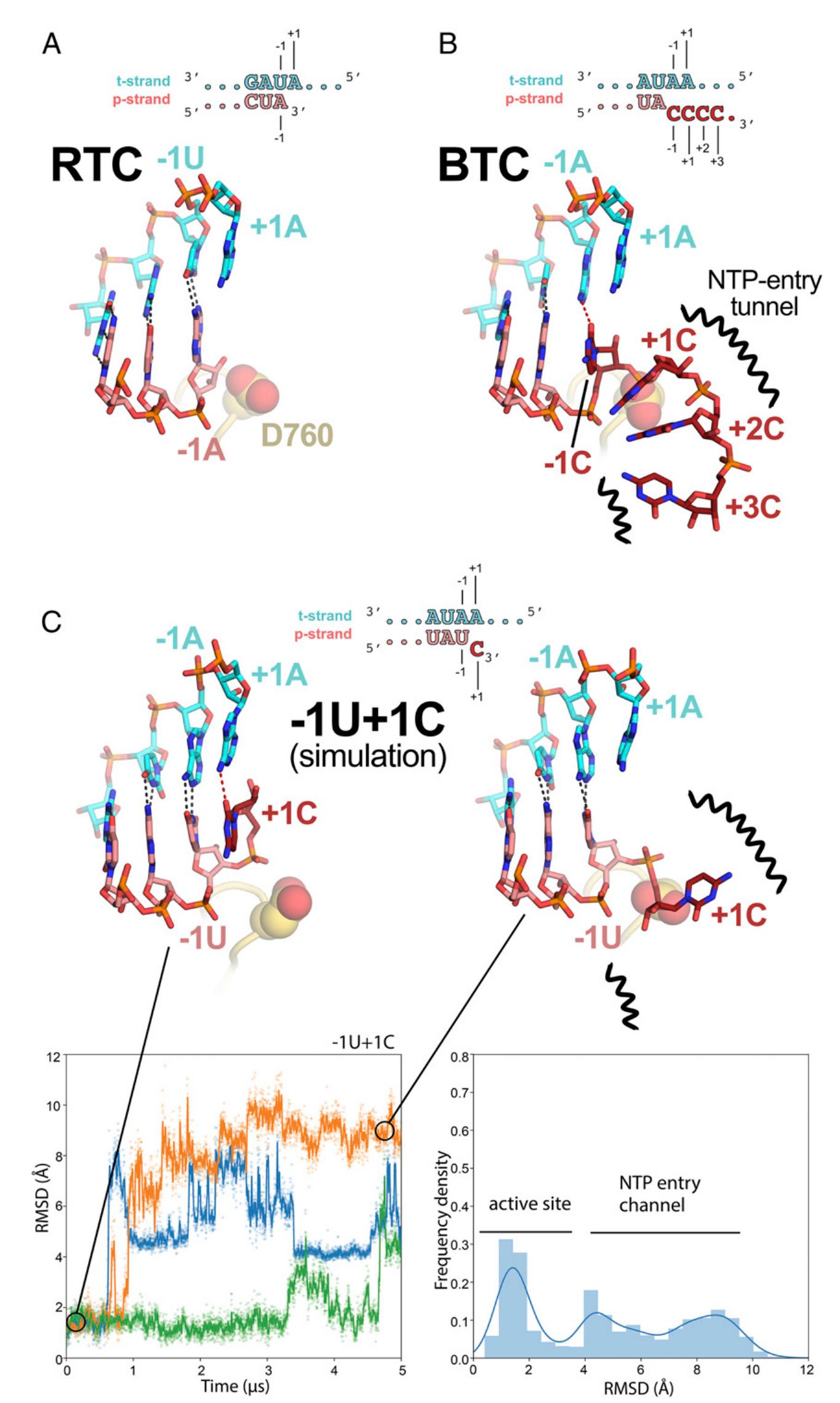 Comparison of active-site proximal rna in the rtc and btc