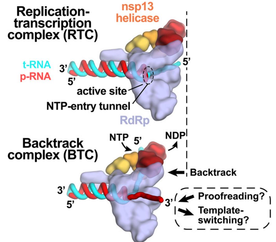 Role of backtracking in proofreading and template switching