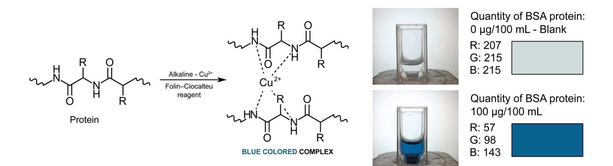 First step in the reaction mechanism (biuret test) of the