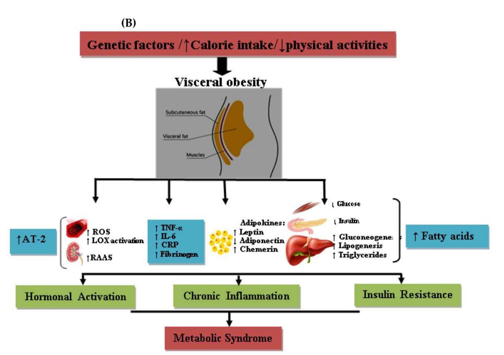 (a) the accumulation of dietary triglycerides by visceral