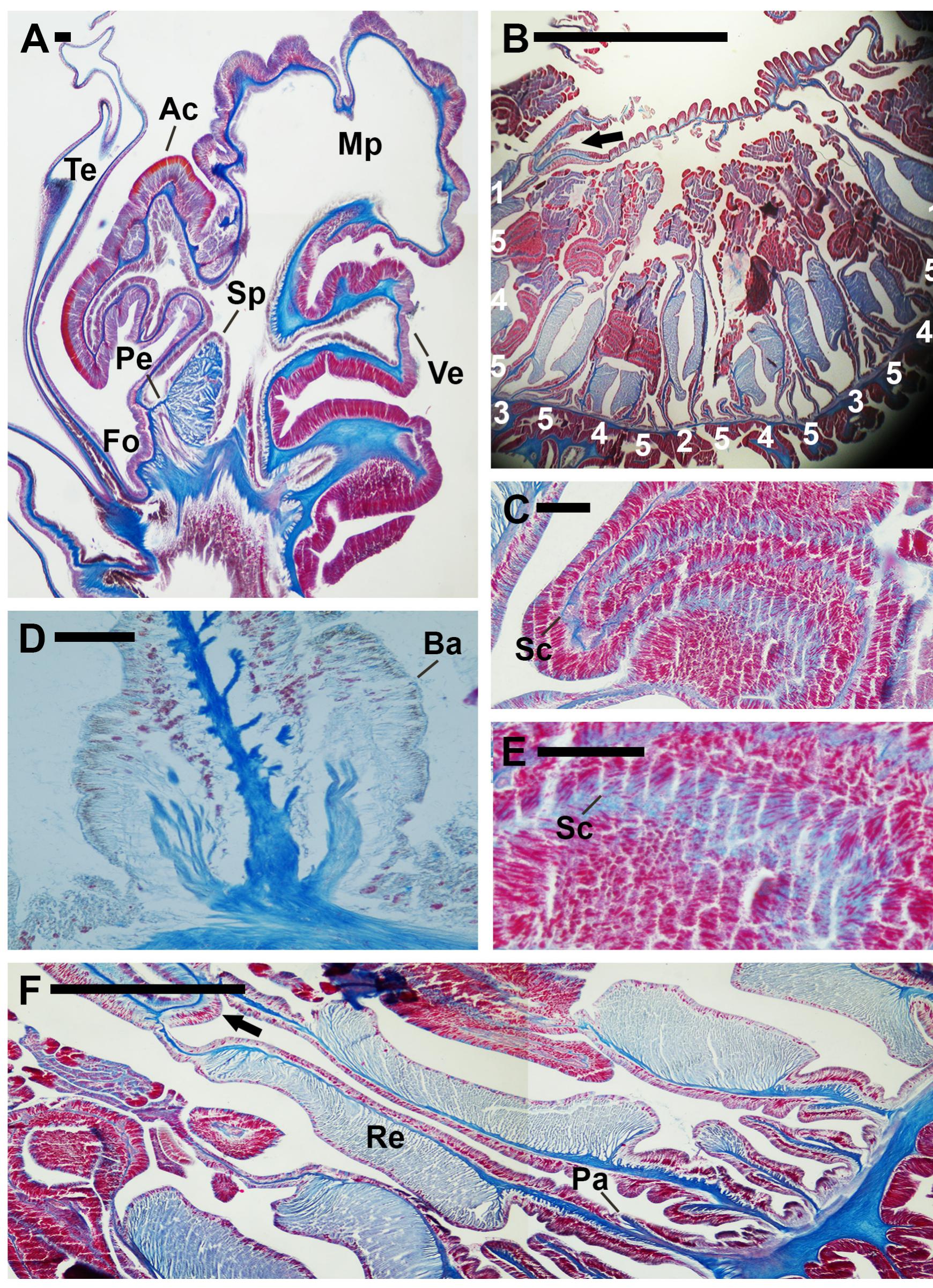 Internal anatomy of anthopleura dowii verrill, 1869. a)